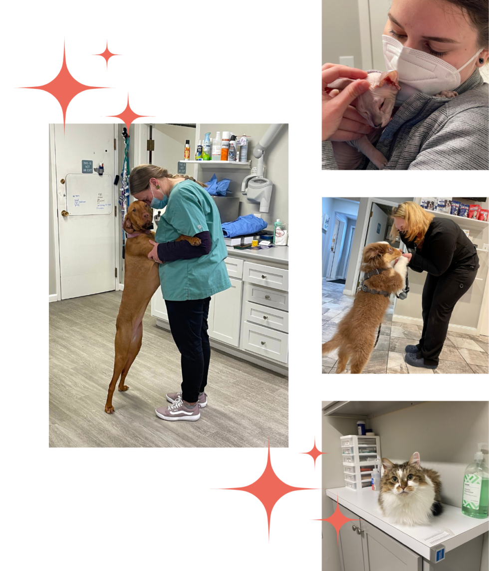 Best Vet Hospital In Stow, MA | Apple Country Animal