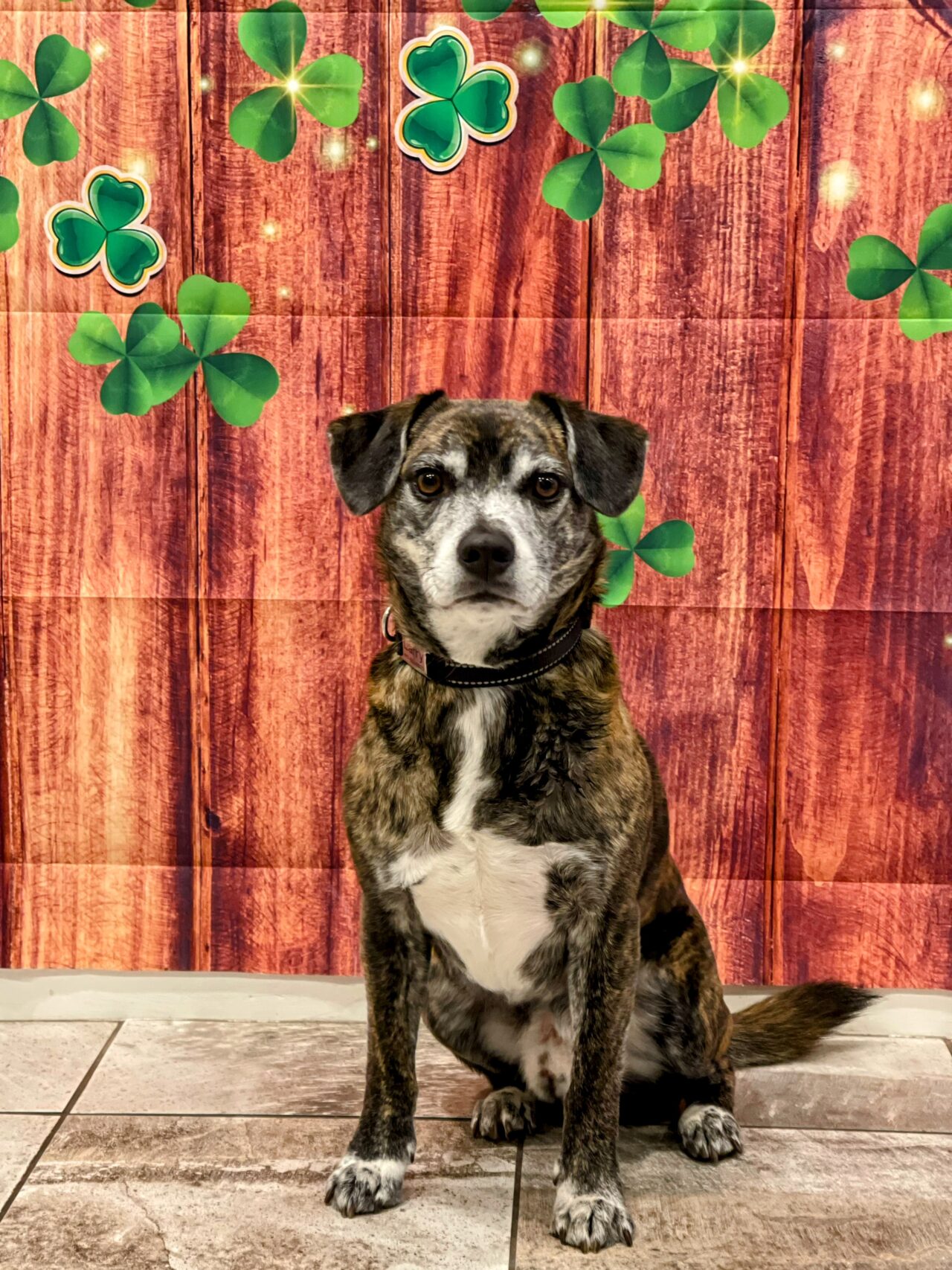 Patient Gallery | Vet Clinic In Stow, MA 01775