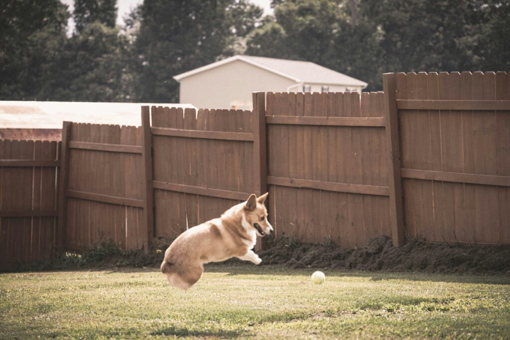 A Guide To Maintaining Your Pet's Healthy Weight